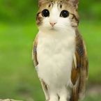 Universal Script 📌 | RC7 Executor Remake — Roblox Scripts | ScriptBlox