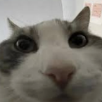 Universal Script 📌 | Chatbot Ai Universal Solara Support — Roblox Scripts | ScriptBlox