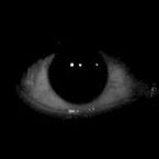 Untamed Apes [🧢Hats!] | Delete mod vent — Roblox Scripts | ScriptBlox