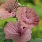 Мurder Мystery 2 | OverDrive Cracked No more Key — Roblox Scripts ...