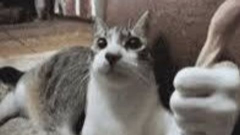 Universal Script 📌 | Tubers93 hint — Roblox Scripts | ScriptBlox