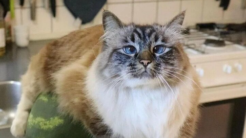 Universal Script 📌 | Roblox WallHop Script — Roblox Scripts | ScriptBlox