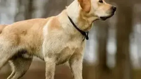 Universal Script 📌 | GAME PASS — Roblox Scripts | ScriptBlox