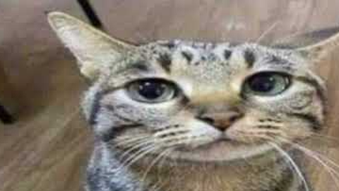 Universal Script 📌 | Fe Bypass By Goodrc7 — Roblox Scripts | ScriptBlox