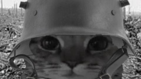 Universal Script 📌 | *Univeraal* NO COOLDOWN — Roblox Scripts | ScriptBlox