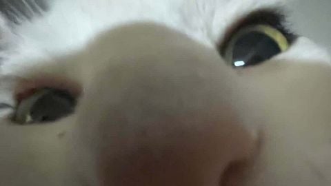 Universal Script 📌 | tool spawner idk — Roblox Scripts | ScriptBlox