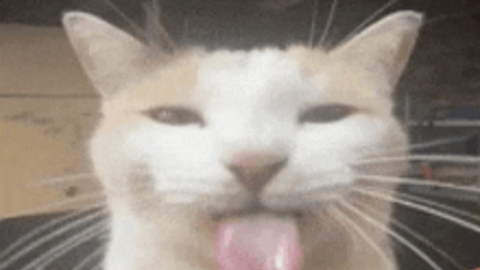 Universal Script 📌 | Goober Hub — Roblox Scripts | ScriptBlox