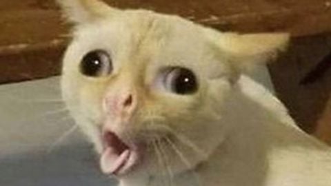 Universal Script 📌 | free all animation universal script — Roblox Scripts | ScriptBlox