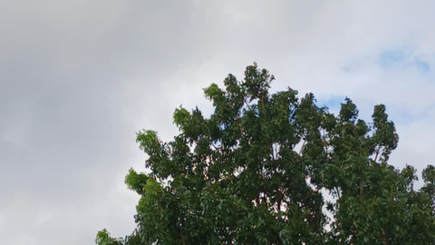 Universal Script 📌 | Kiwi X EXECUTOR UI GUI — Roblox Scripts | ScriptBlox