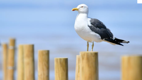[ MASSIVE UPDATE ] South Bronx: The Trenches | bronx all autofarms free ...