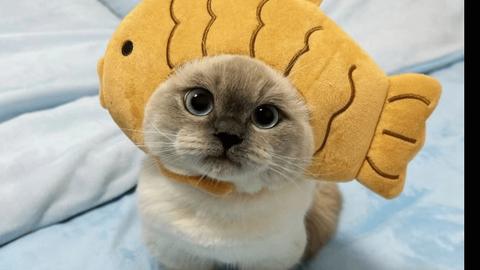 Universal Script 📌 | Clicking game for bored people — Roblox Scripts | ScriptBlox