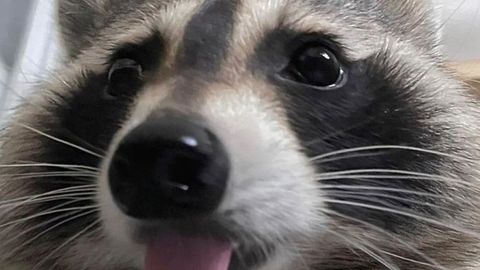 Universal Script 📌 | Get all sword on blade ball (visual) — Roblox Scripts | ScriptBlox