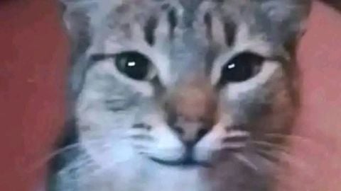 Universal Script 📌 | Fe Troll Animations — Roblox Scripts | ScriptBlox