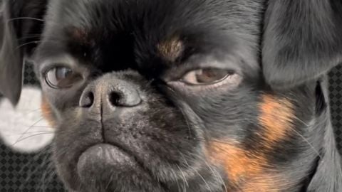 Universal Script 📌 | Simple Walkspeed changer — Roblox Scripts | ScriptBlox