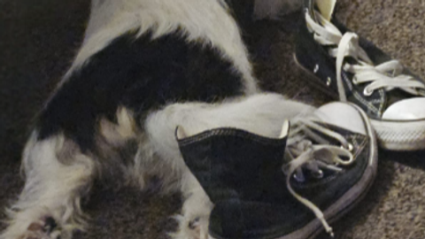 Universal Script 📌 | babft afaf — Roblox Scripts | ScriptBlox