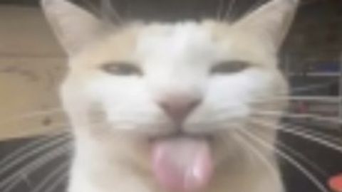 Universal Script 📌 | Universal aimbot gui — Roblox Scripts | ScriptBlox