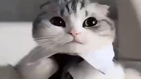 Universal Script 📌 | Fe sonic animations script R6 — Roblox Scripts | ScriptBlox