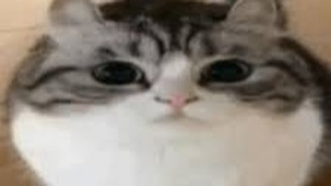 Universal Script 📌 | Fling GUI V3 — Roblox Scripts | ScriptBlox