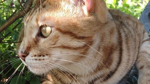 Universal Script 📌 | Bastets GUI V5 Clientside — Roblox Scripts ...