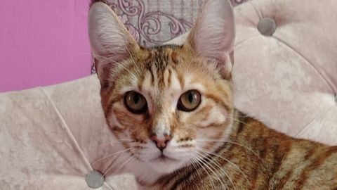 Universal Script 📌 | Bastets GUI V5 Require — Roblox Scripts | ScriptBlox