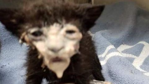 Korblox & Headless Hangout | Invs script — Roblox Scripts | ScriptBlox