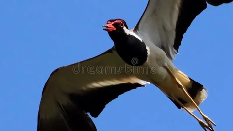 Universal Script 📌 | Fly gui v1 (only pc) — Roblox Scripts | ScriptBlox