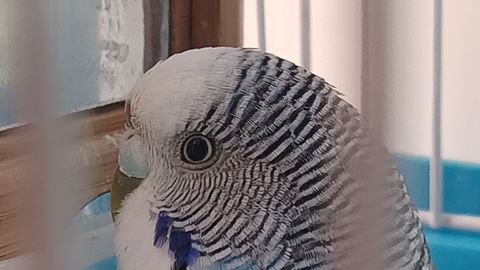 Universal Script 📌 | Basic Zyra's Universal Noclip AntiCheat Bypass — Roblox Scripts | ScriptBlox