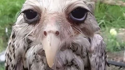 Universal Script 📌 | Speed Hub X V2 — Roblox Scripts | ScriptBlox