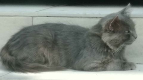 Universal Script 📌 | Touch Fling — Roblox Scripts | ScriptBlox