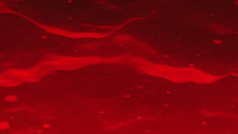 Universal Script 📌 | Neko FE — Roblox Scripts | ScriptBlox