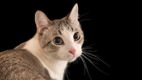 Universal Script 📌 | FE SERVER CRASH SCRIPT MADE BY V0C0N — Roblox Scripts | ScriptBlox