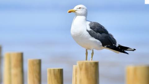 [🚨] Ink Game | Ringta Script (Keyless And Is Back!!) — Roblox Scripts | ScriptBlox