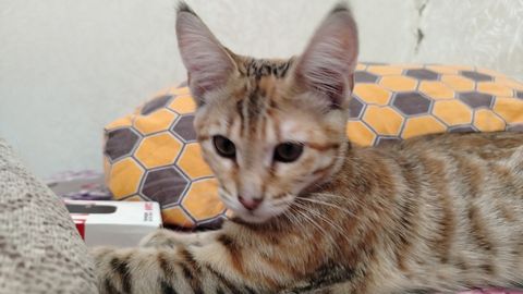 Universal Script 📌 | ScriptHub V3 Best Mobile ScriptHub Keyless — Roblox Scripts | ScriptBlox