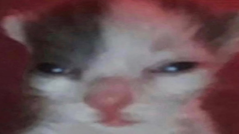 Universal Script 📌 | Coolkid gui script NOT MINE — Roblox Scripts | ScriptBlox