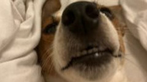 Universal Script 📌 | exodus hub — Roblox Scripts | ScriptBlox