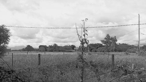 Muscle Lifting Simulator | script — Roblox Scripts | ScriptBlox