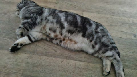 Universal Script 📌 | Frostware — Roblox Scripts | ScriptBlox