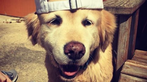 Universal Script 📌 | Tools giver l — Roblox Scripts | ScriptBlox