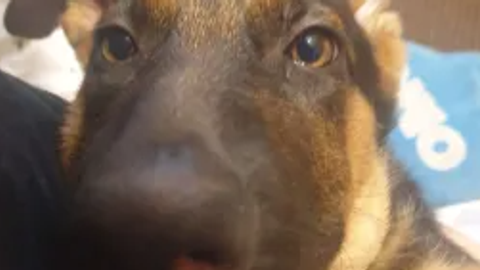 Search the best Roblox Scripts available in community | ScriptBlox