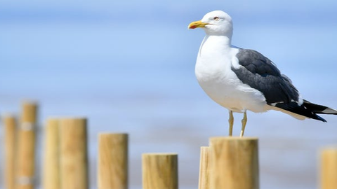 Universal Script 📌 | Dark Hub — Roblox Scripts | ScriptBlox