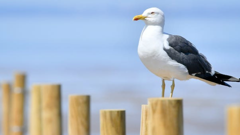 Blox Fruits | Script Anti Ban — Roblox Scripts | ScriptBlox