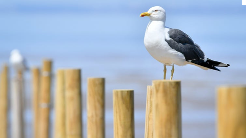 Universal Script 📌 | Super ring parts V6 Open source No chat — Roblox Scripts | ScriptBlox