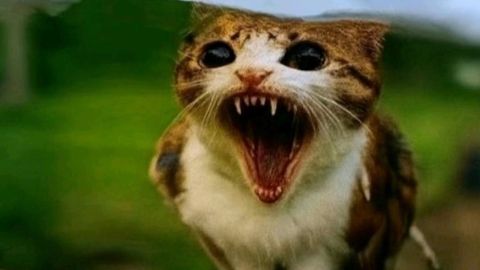 Universal Script 📌 | Job ID Joiner GUI — Roblox Scripts | ScriptBlox