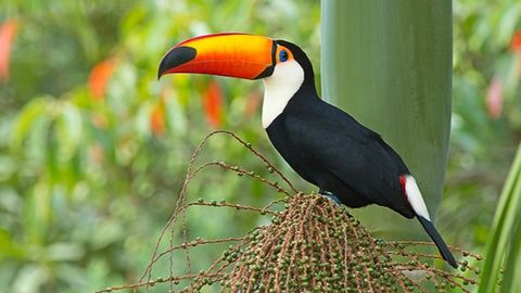 [🎨] Plants Vs Brainrots 🌻 | Plant VS brainrot Auto Farm script — Roblox Scripts | ScriptBlox