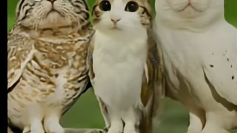 Universal Script 📌 | Philly Streetz 2 — Roblox Scripts | ScriptBlox