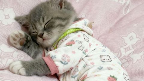 Universal Script 📌 | Voice Chat BAN BYPASS — Roblox Scripts | ScriptBlox