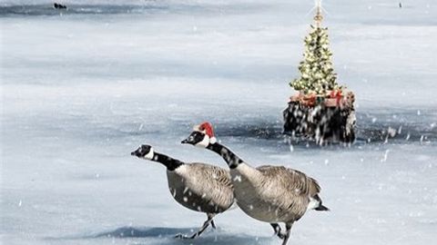 Football Fusion 2 | FF2 SCRIPT — Roblox Scripts | ScriptBlox