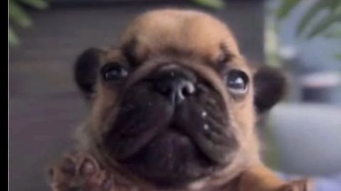 [G666😈 ] Forsaken | script or bobbyhub — Roblox Scripts | ScriptBlox