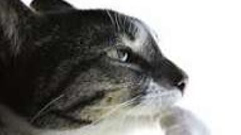 Universal Script 📌 | Epik dance r6 remake — Roblox Scripts | ScriptBlox