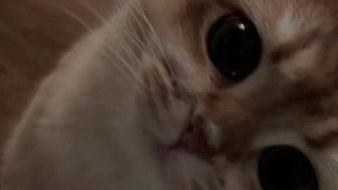 Universal Script 📌 | script of sab — Roblox Scripts | ScriptBlox